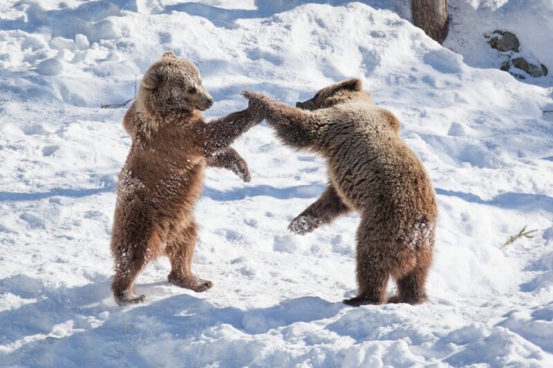 Rovaniemi: Day at Ranua Wildlife Park Arctic Zoo - Who Will Enjoy This Tour?