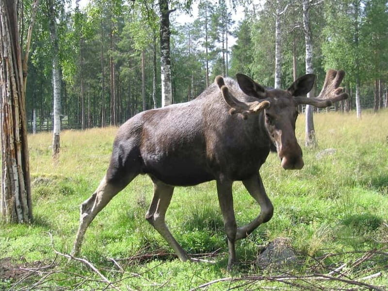 Rovaniemi: Day Trip to Ranua Wildlife Park - Who Will Love This Tour?
