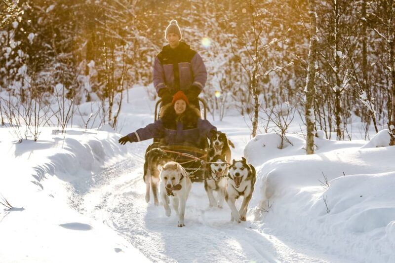 Rovaniemi: Daytime Husky Safari - Rovaniemi: Daytime Husky Safari – A Personal Perspective