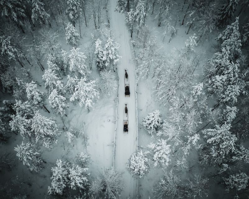 Rovaniemi: Daytime Reindeer Sleigh Ride - A Closer Look at the Tour