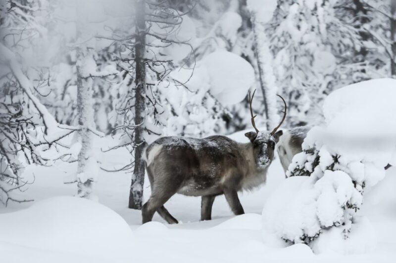 Rovaniemi: Daytime Reindeer Sleigh Ride - Practical Details and Tips