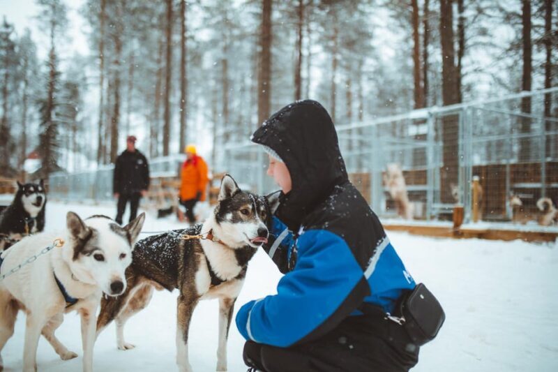 Rovaniemi: Early Winter Husky Sled Ride - Introduction: An Authentic Arctic Adventure in Rovaniemi
