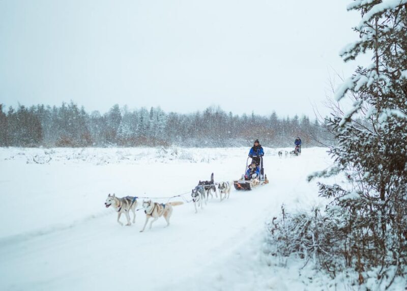 Rovaniemi: Early Winter Husky Sled Ride - Exploring the Rovaniemi Husky Sled Ride: What Travelers Can Expect
