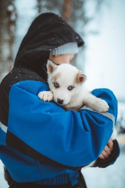 Rovaniemi: Early Winter Husky Sled Ride - Practicalities and Considerations