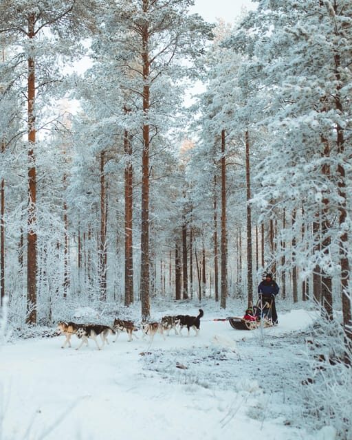 Rovaniemi: Early Winter Husky Sled Ride - Why Choose This Tour?