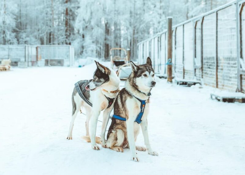 Rovaniemi: Early Winter Husky Sled Ride - The Sum Up: Who Will Love This Experience?