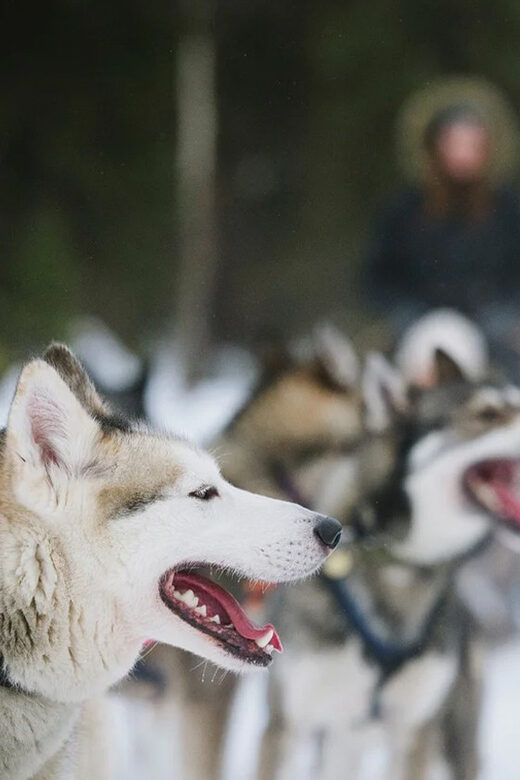 Rovaniemi: Family Friendly Husky Ride and Farm Visit - A Practical Look at the Husky Ride and Farm Visit