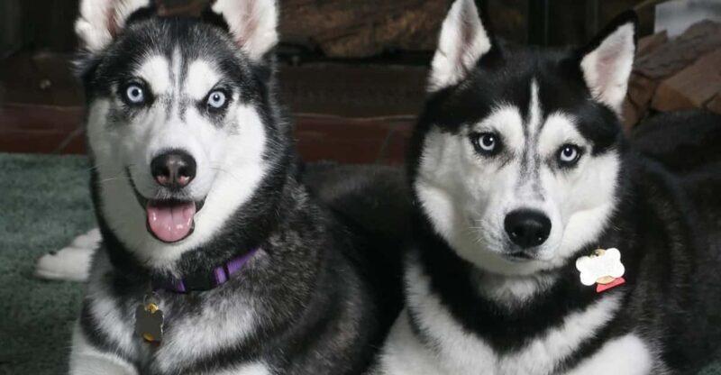 Rovaniemi: Family Friendly Husky Ride and Farm Visit - What Travelers Say: Authenticity & Views