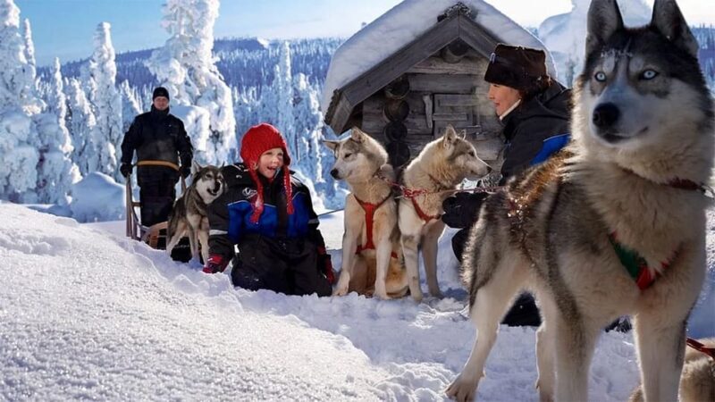 Rovaniemi: Family Friendly Husky Ride and Farm Visit - Who This Tour Is Best For