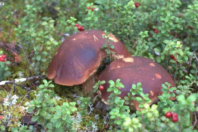 Rovaniemi forest foraging adventure: Pick, Prepare, Savor - Introduction