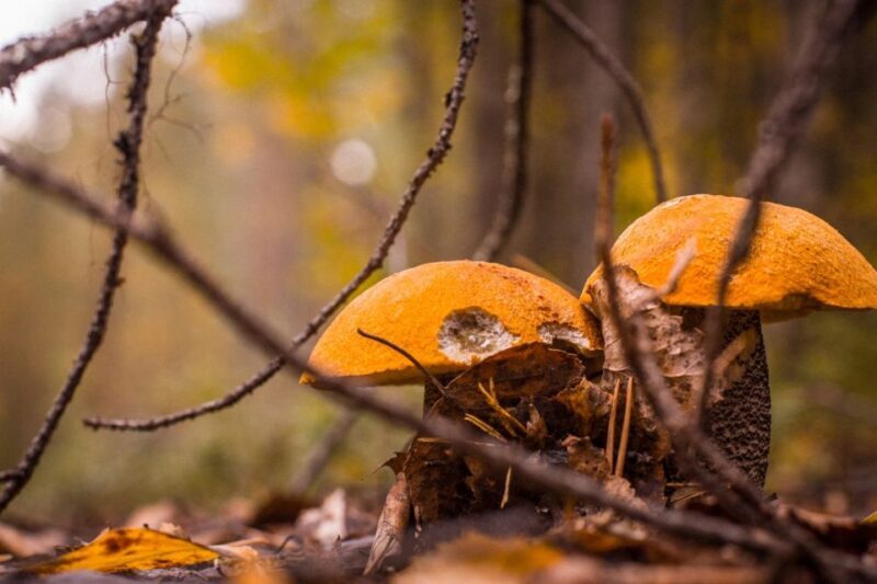 Rovaniemi forest foraging adventure: Pick, Prepare, Savor - Key Points