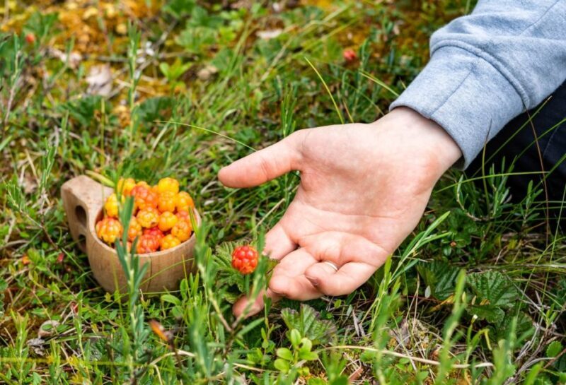 Rovaniemi forest foraging adventure: Pick, Prepare, Savor - What to Expect and Practical Details
