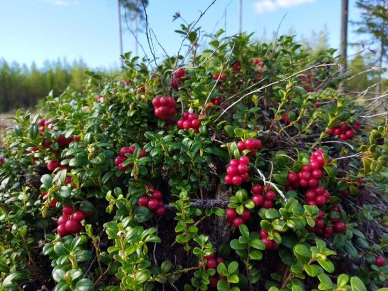 Rovaniemi forest foraging adventure: Pick, Prepare, Savor - Authenticity, Value, and Who Will Love It