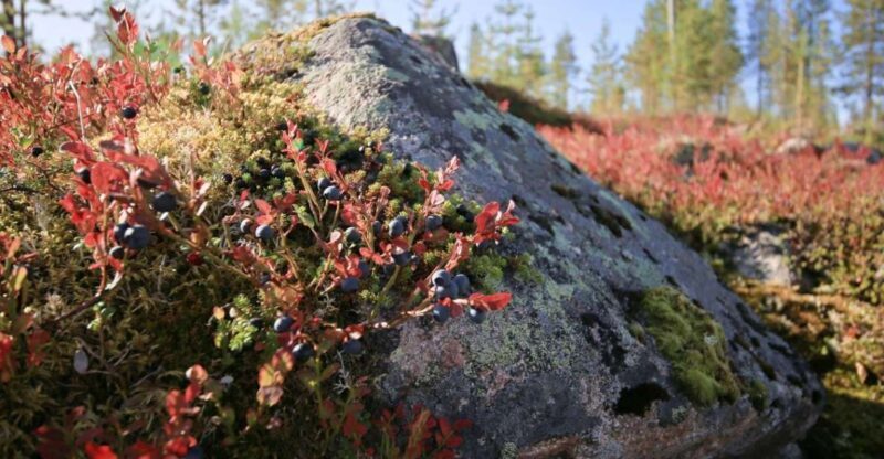 Rovaniemi forest foraging adventure: Pick, Prepare, Savor - Who Should Consider This Tour