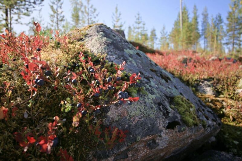 Rovaniemi forest foraging adventure: Pick, Prepare, Savor - FAQ