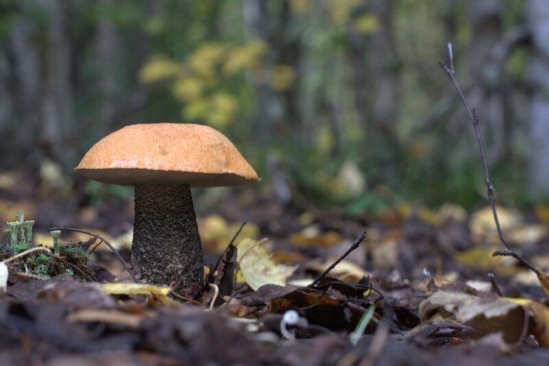 Rovaniemi forest foraging adventure: Pick, Prepare, Savor - Final Thoughts