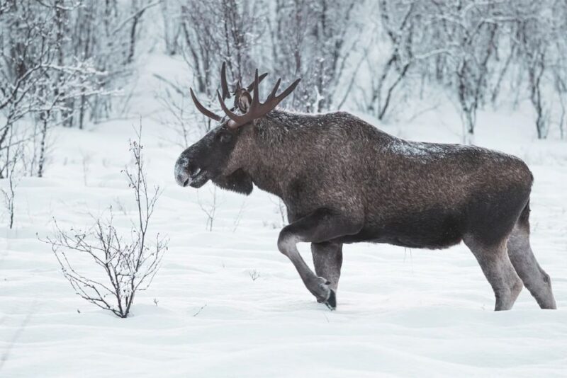 Rovaniemi: Full-Day Highlights Tour with Buffet Lunch - What’s the Real Value?
