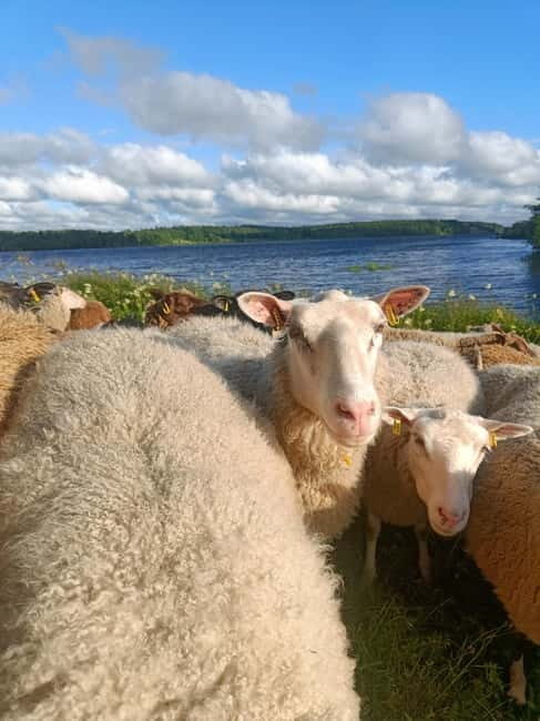 Rovaniemi: Guided Tour to a Sheep Farm in Lapland - An In-Depth Look at the Sheep Farm Tour in Lapland