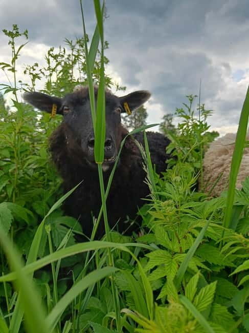 Rovaniemi: Guided Tour to a Sheep Farm in Lapland - Who Will Love This Tour?