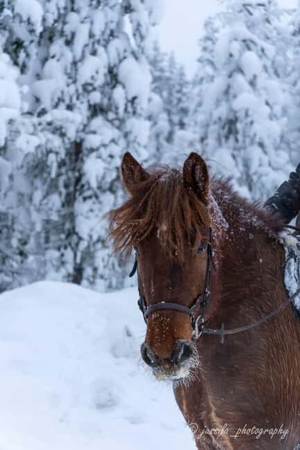Rovaniemi: Horse-Drawn Sleigh Ride with Snacks and Transfer - A Genuine Arctic Farm Adventure: What to Expect