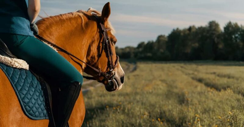 Rovaniemi: Horse Riding in Arctic Wilderness - Rovaniemi: Horse Riding in Arctic Wilderness — An In-Depth Review