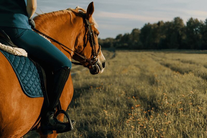 Rovaniemi: Horse Riding in Arctic Wilderness - Journey into Lapland’s Wilderness