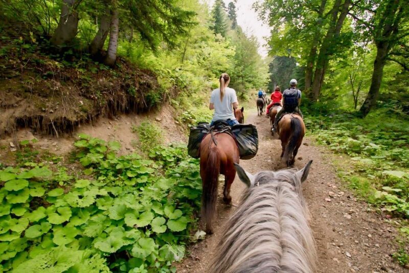 Rovaniemi: Horse Riding in Arctic Wilderness - FAQ