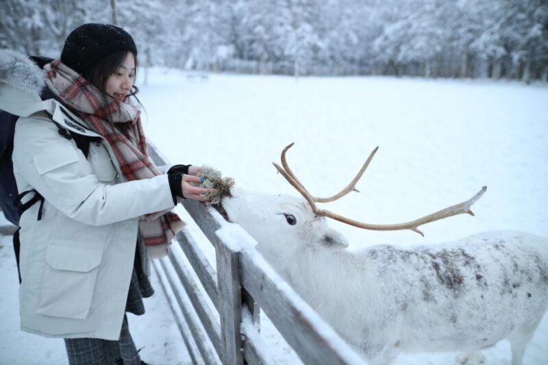 Rovaniemi: Husky and reindeer farm visit with sleigh rides - Dive Into the Arctic Wonderland