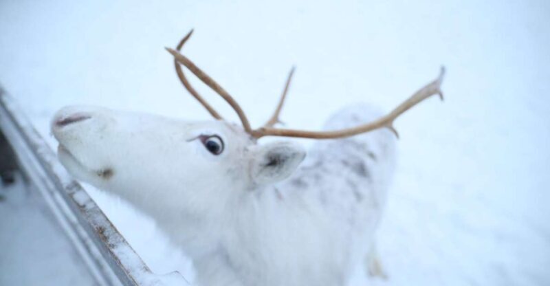 Rovaniemi: Husky and reindeer farm visit with sleigh rides - Final Thoughts