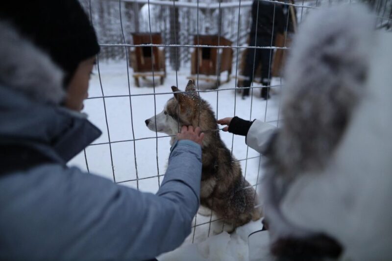 Rovaniemi: Husky and reindeer farm visit with sleigh rides - Final Words