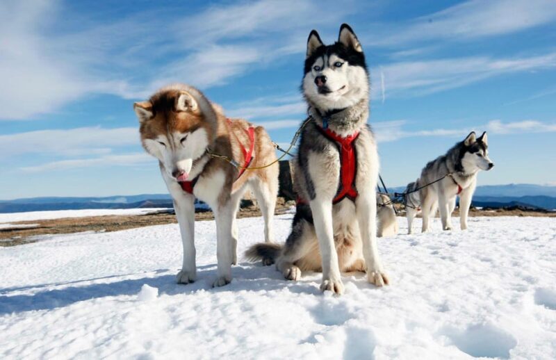 Rovaniemi: Husky and Reindeer farm with sleigh ride - Practical Details and Considerations