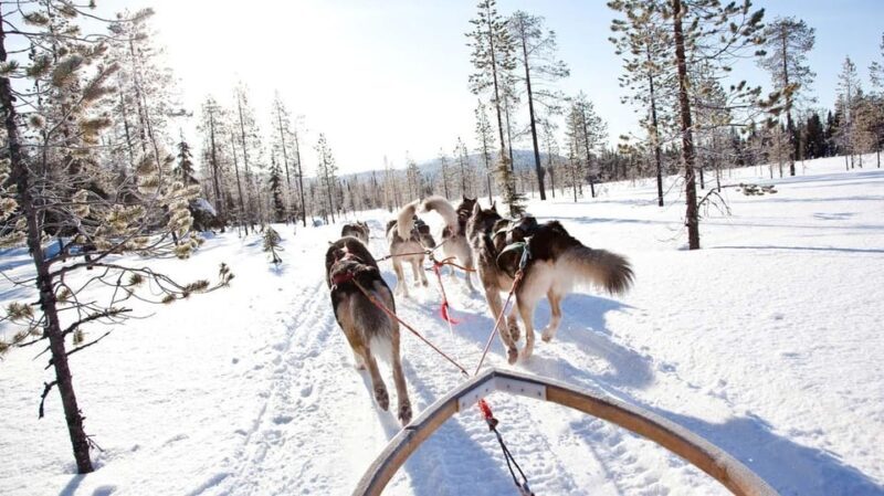 Rovaniemi: Husky and Reindeer farm with sleigh ride - Authenticity, Value, and Who Will Love It
