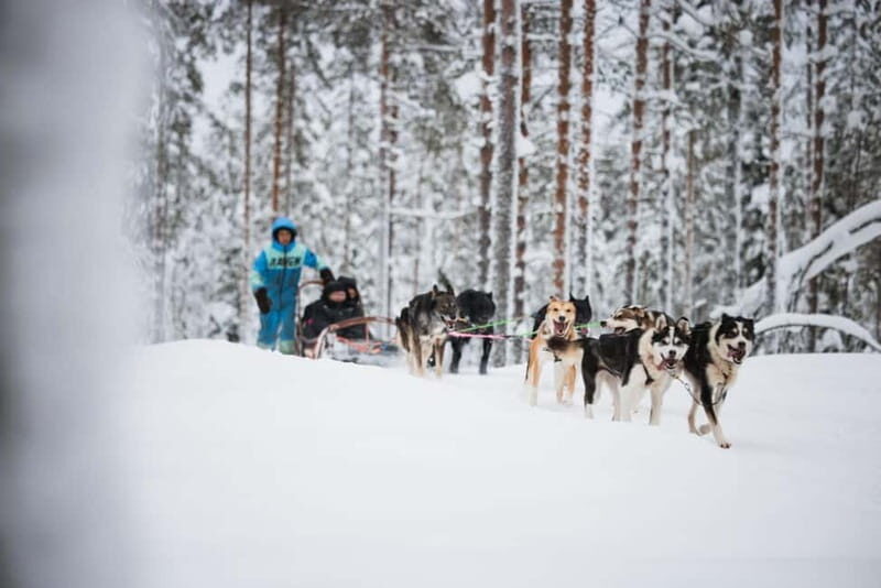 Rovaniemi: Husky Farm and Reindeer Experience - An All-in-One Arctic Experience in Rovaniemi