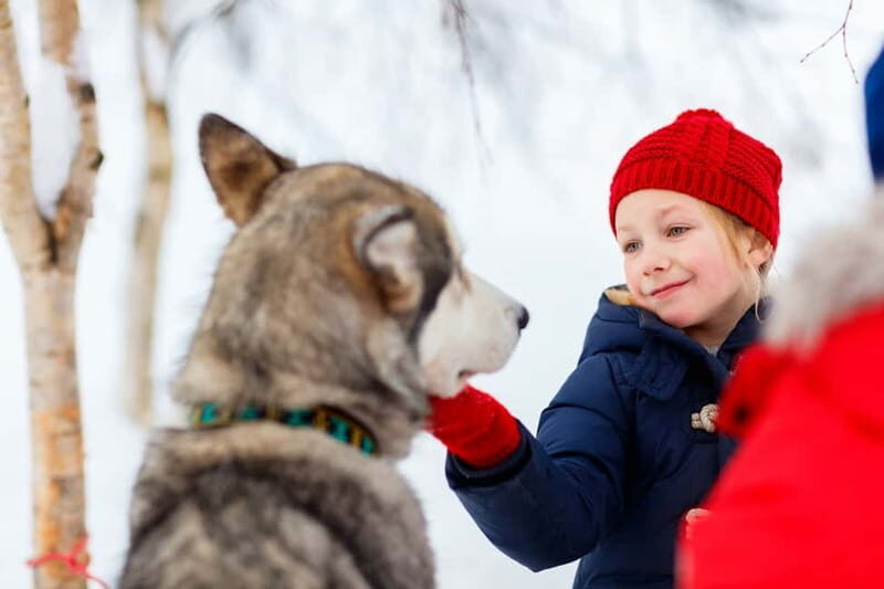 Rovaniemi: Husky Farm and Reindeer Experience - Comparing the Cost and Experience