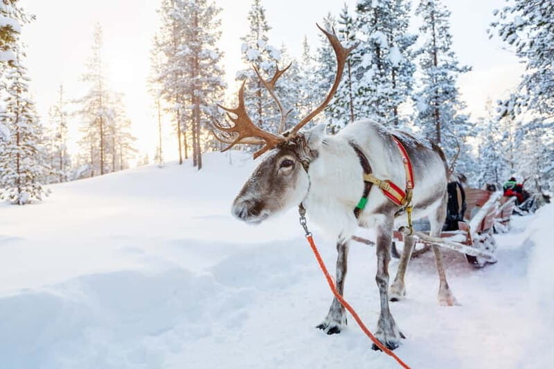 Rovaniemi: Husky Farm and Reindeer Experience - Authenticity and Quality