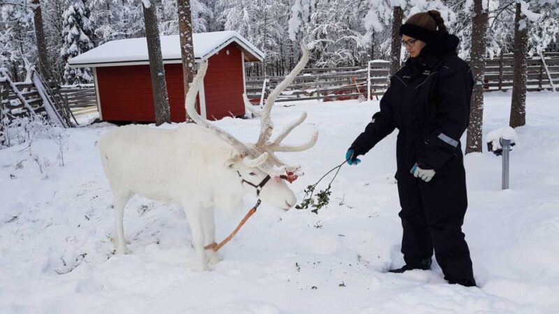 Rovaniemi: Husky Farm and Reindeer Experience - Who Will Love This Tour?