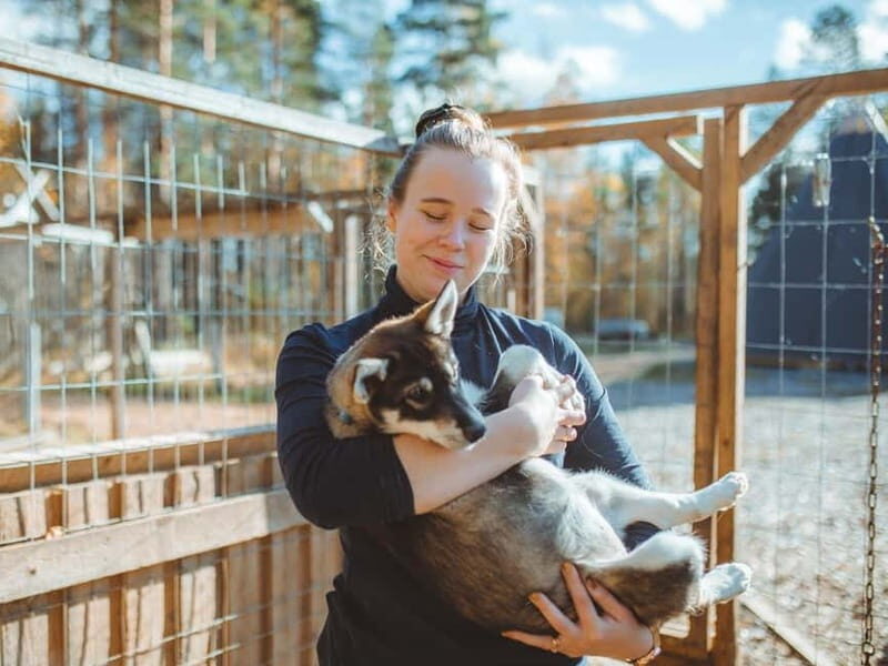 Rovaniemi: Husky Farm Visit - Key Points