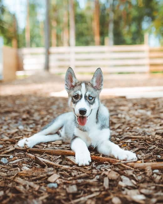 Rovaniemi: Husky Farm Visit - The Practical Side: Logistics and Value