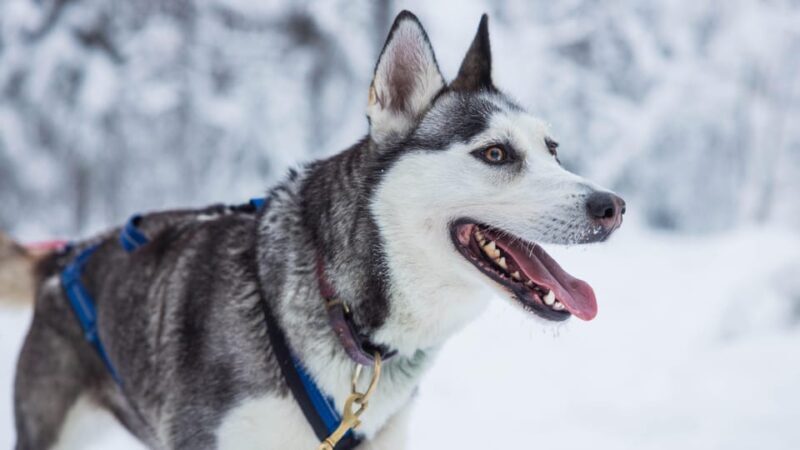 Rovaniemi: Husky Farm Visit with a Sledge Ride - Key Points