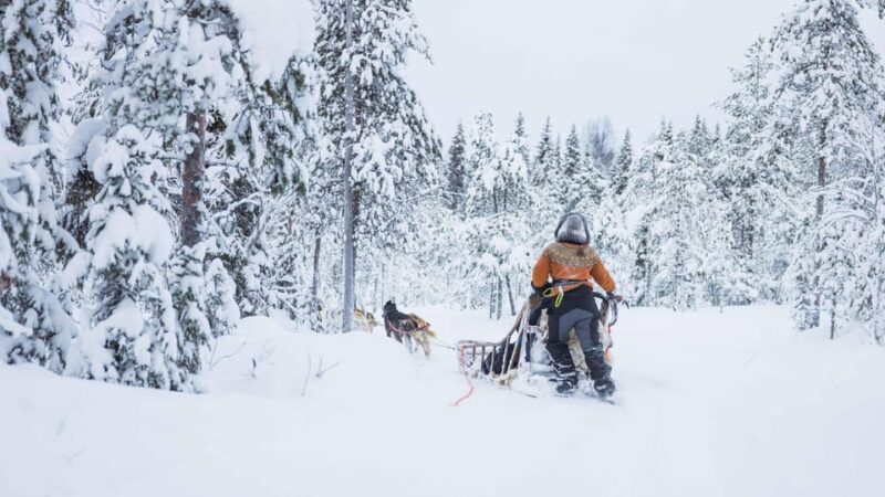 Rovaniemi: Husky Farm Visit with a Sledge Ride - What to Expect from the Husky Farm Tour