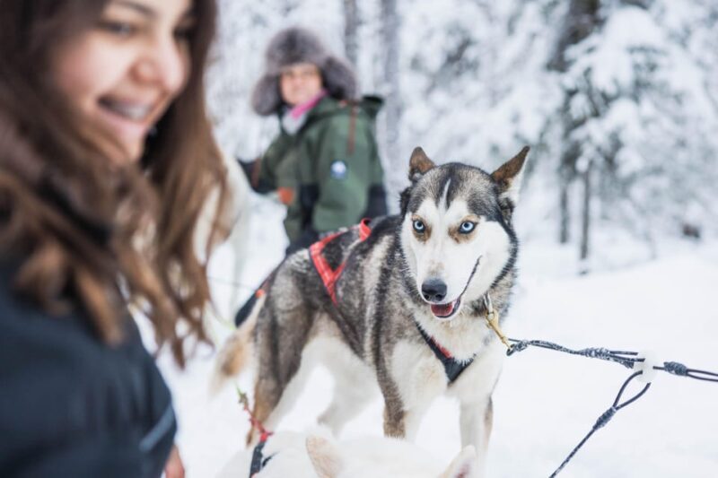 Rovaniemi: Husky Farm Visit with a Sledge Ride - Value for Money