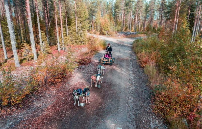Rovaniemi: Husky Safari & Campfire BBQ  610 km SelfDrive - Discovering the Husky Safari in Rovaniemi