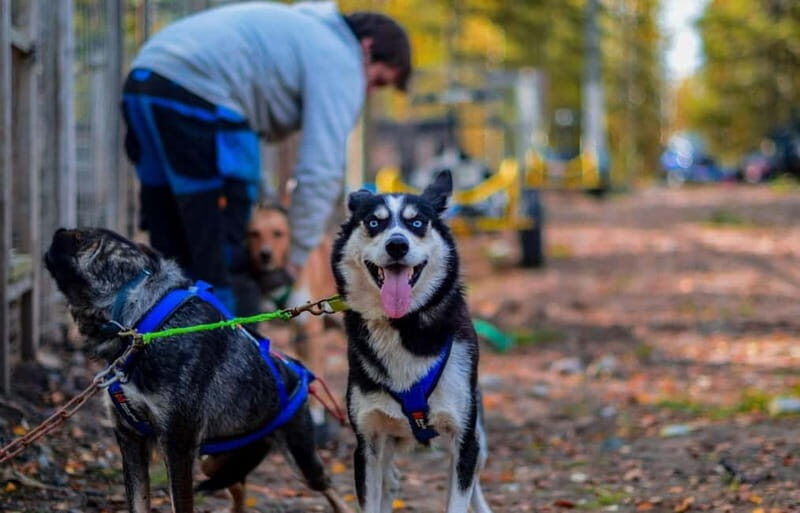 Rovaniemi: Husky Safari & Campfire BBQ  610 km SelfDrive - Practical Details and What You Need to Know