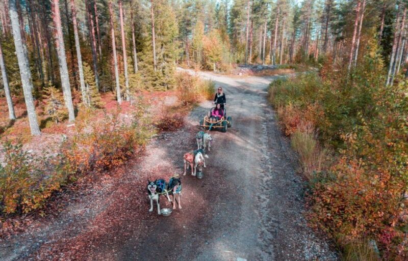 Rovaniemi: Husky Safari & Campfire BBQ  610 km SelfDrive - Authentic Experiences and Real Reviews