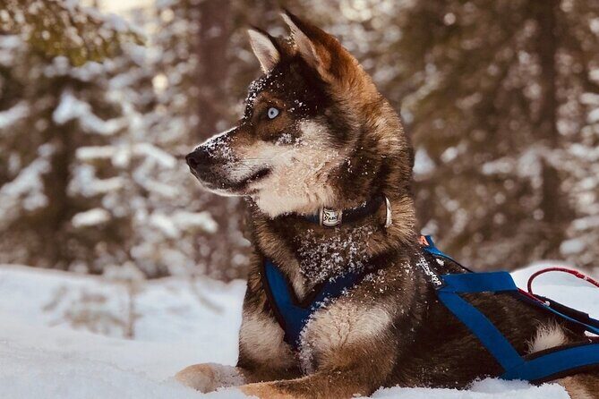 Rovaniemi Husky Safari & Campfire BBQ  610 km SelfDrive - Key Points