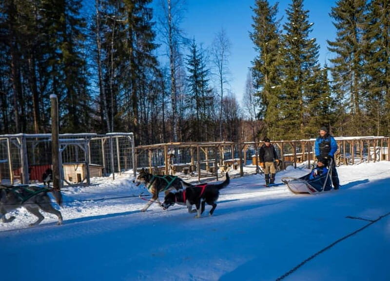 Rovaniemi: Husky Safari & Campfire BBQ  610 km SelfDrive - An Honest Look at the Husky Safari & Campfire BBQ