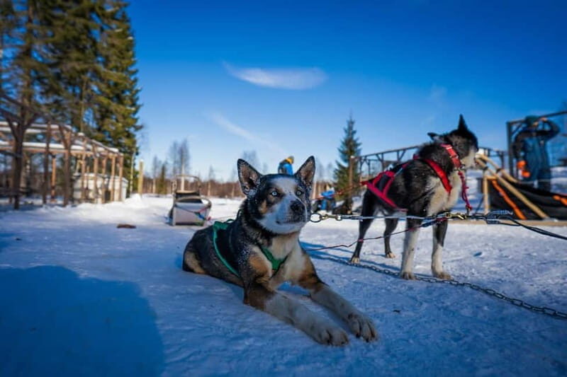 Rovaniemi: Husky Safari & Campfire BBQ  610 km SelfDrive - Authenticity & Unique Experiences