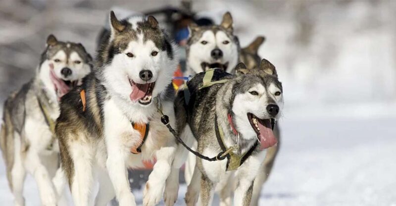 Rovaniemi: Husky Safari on a Snowy Trail - Rovaniemi: Husky Safari on a Snowy Trail — A Practical, Authentic Arctic Experience