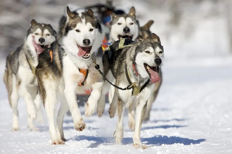 Rovaniemi: Husky Safari on a Snowy Trail - Transportation, Group Size, and Practical Details