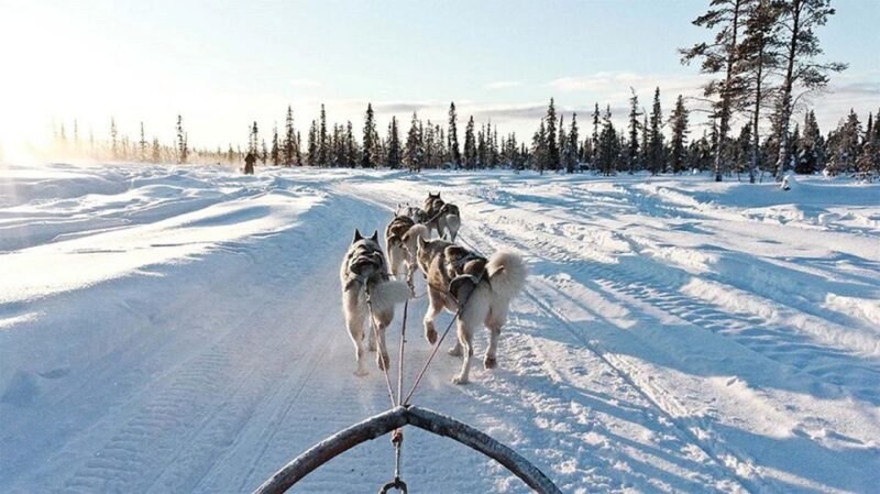 Rovaniemi: Husky Safari on a Snowy Trail - The Sum Up: Is This Tour Worth It?